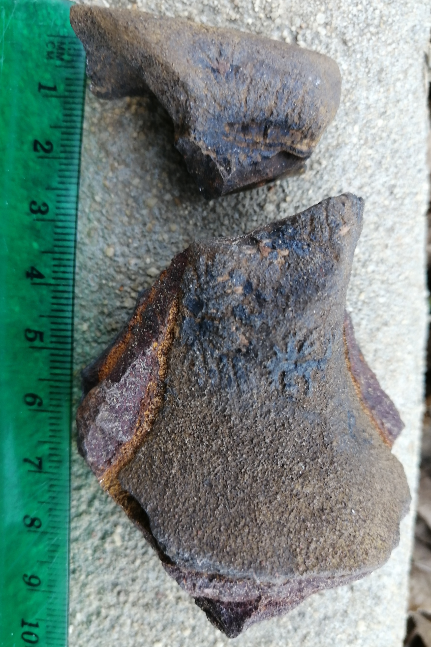 Fossil bone? - Fossil ID - The Fossil Forum
