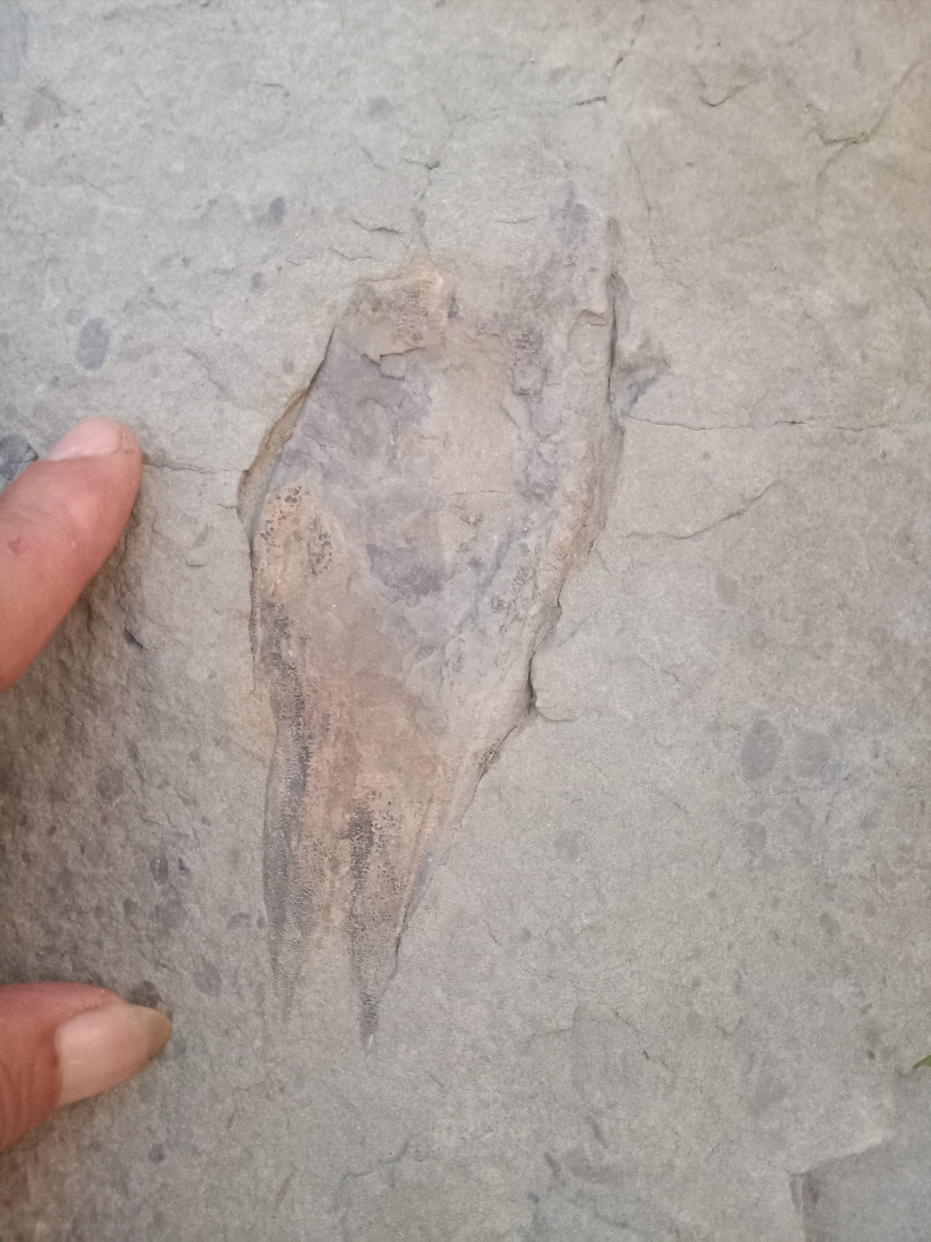 Agnatha from China? - Fossil ID - The Fossil Forum