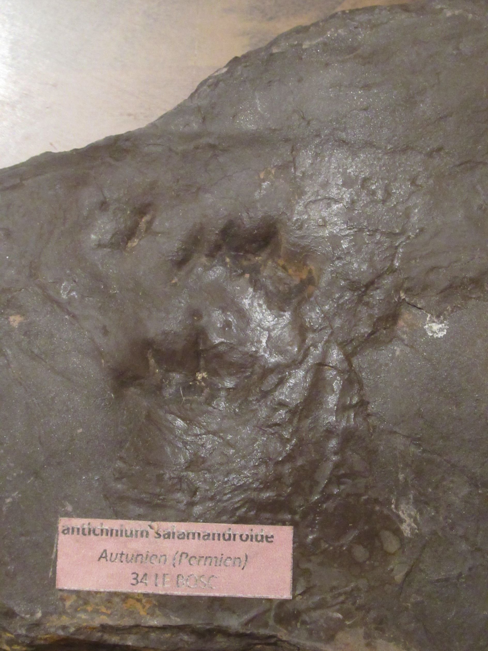 A selection of Permian trace fossils - Is It Real? How to Recognize ...