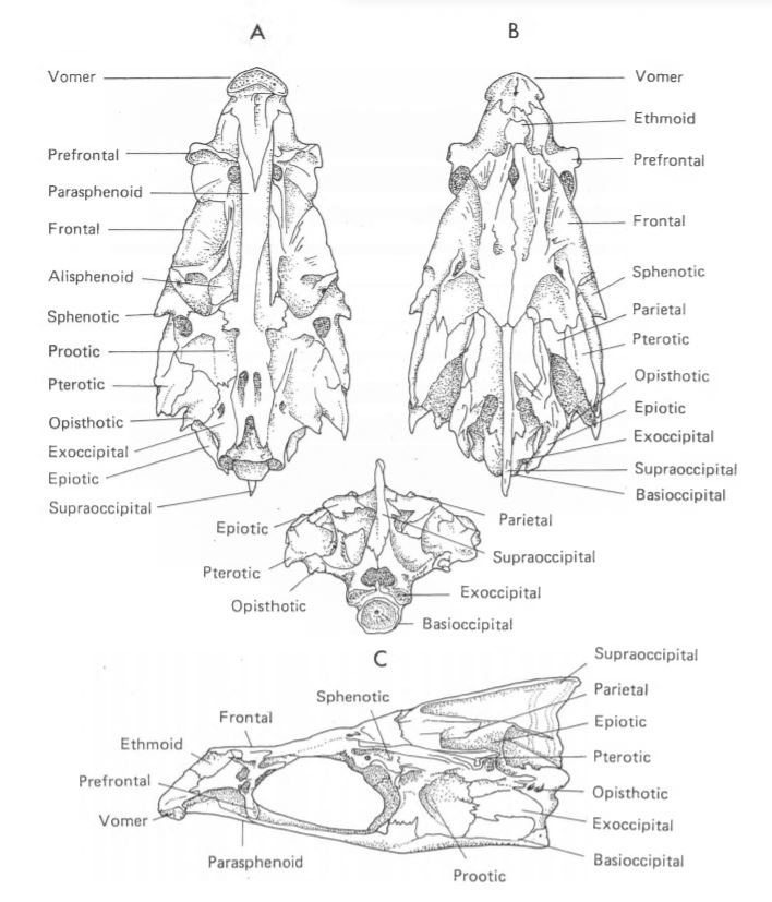 Agnatha from China? - Fossil ID - The Fossil Forum