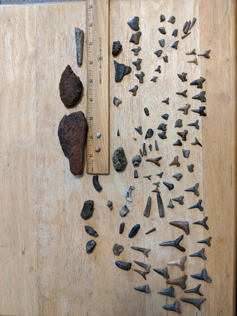 Cretaceous New Jersey 5/31/20 - Fossil Hunting Trips - The Fossil Forum