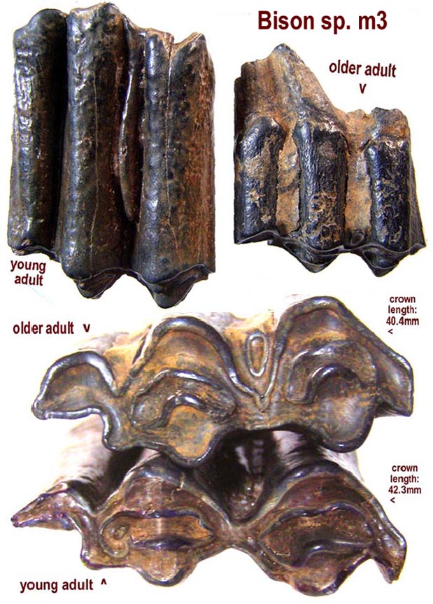Texas City Dike Bison Tooth? - Fossil ID - The Fossil Forum