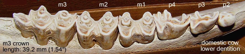 Texas City Dike Bison Tooth? - Fossil ID - The Fossil Forum