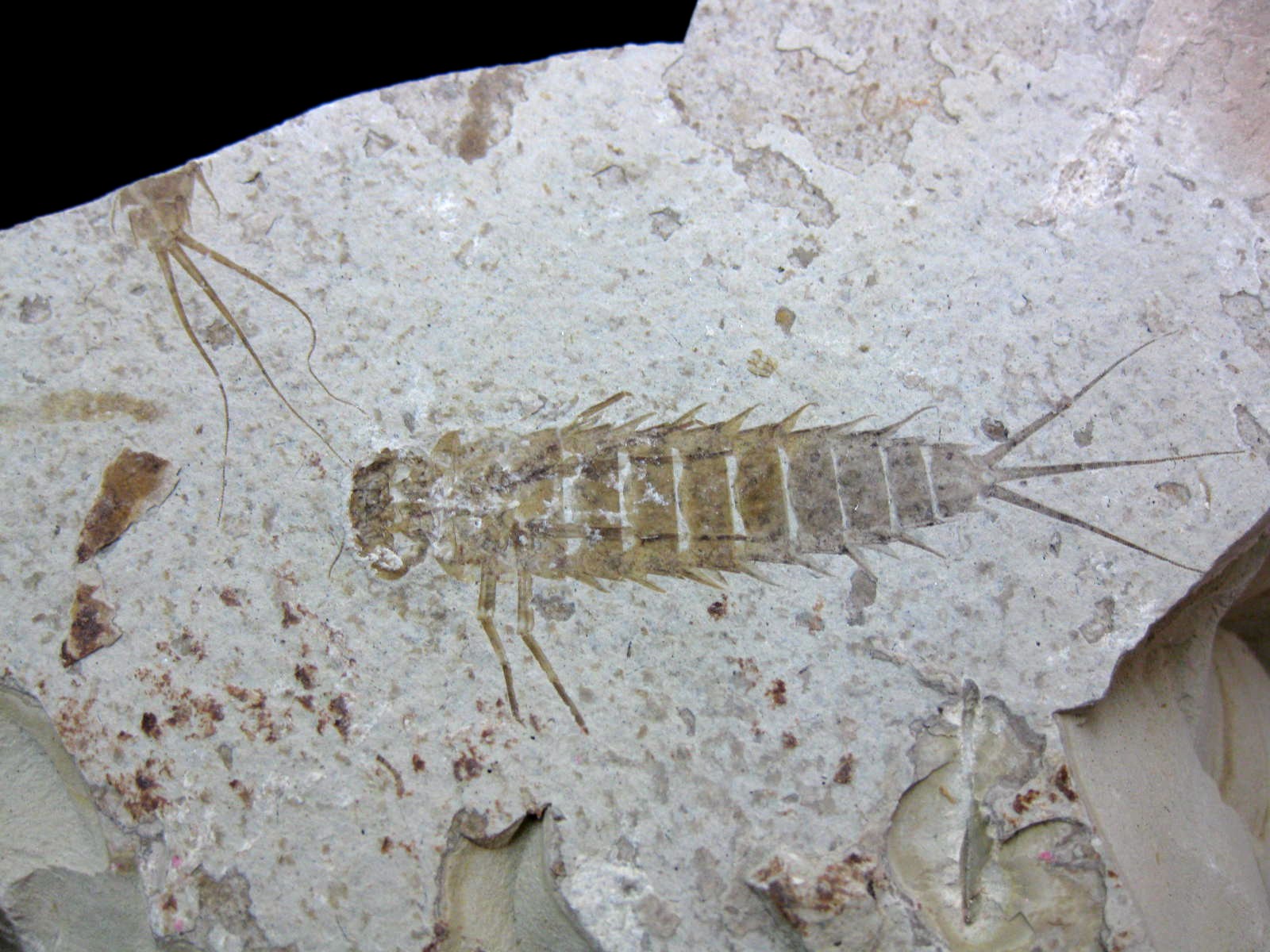 Insect from China - Is It Real? How to Recognize Fossil Fabrications ...