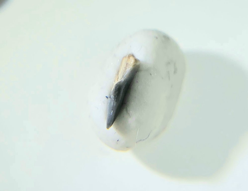 Possible Florida fish teeth? - Fossil ID - The Fossil Forum