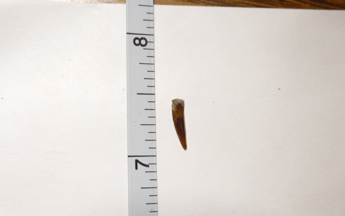 Identify this tooth please - Fossil ID - The Fossil Forum