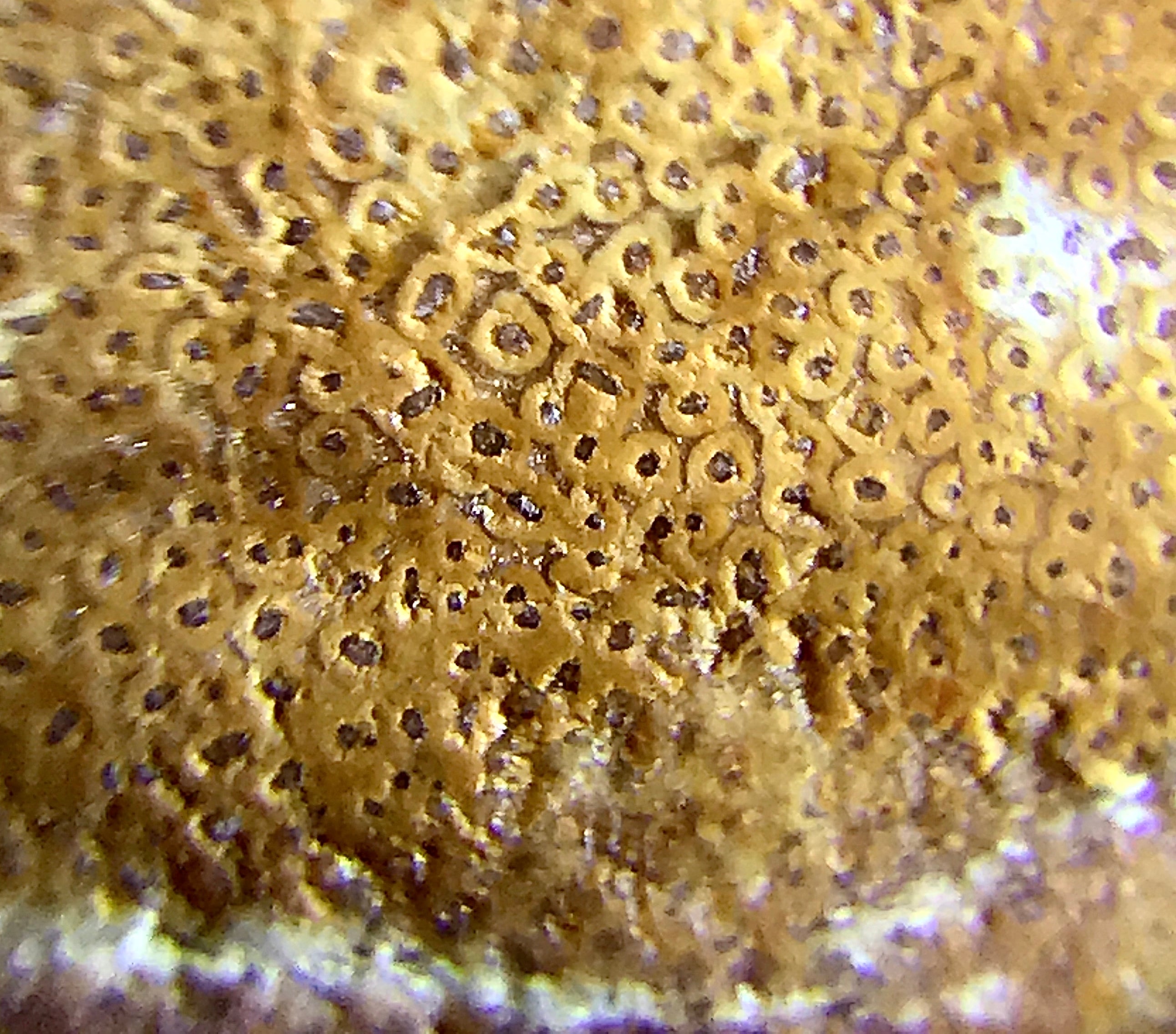 Cheerio rock - a stromatoporoid, a sponge or maybe geological? - Fossil ...