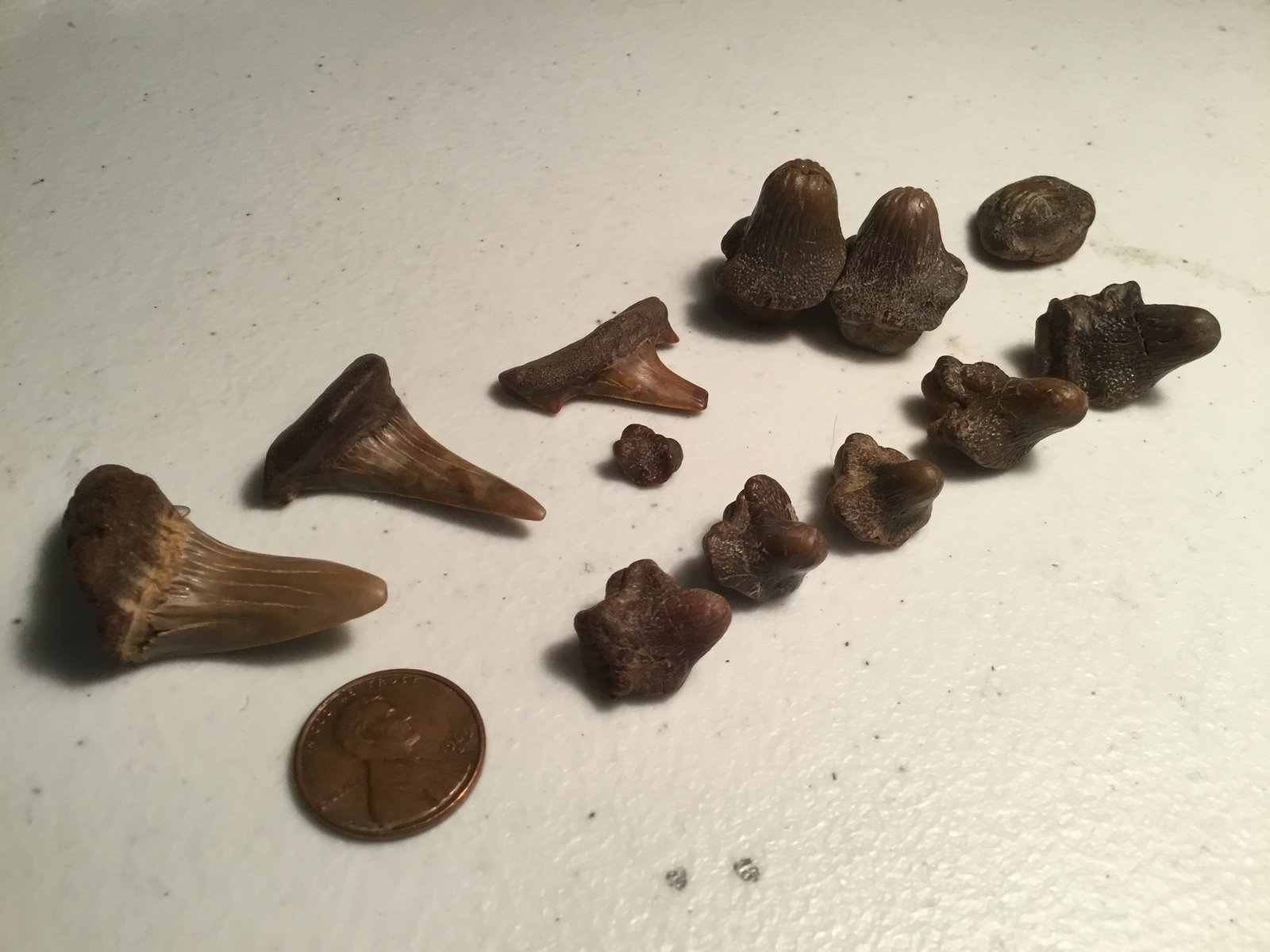 Ptychodus and others - Member Collections - The Fossil Forum