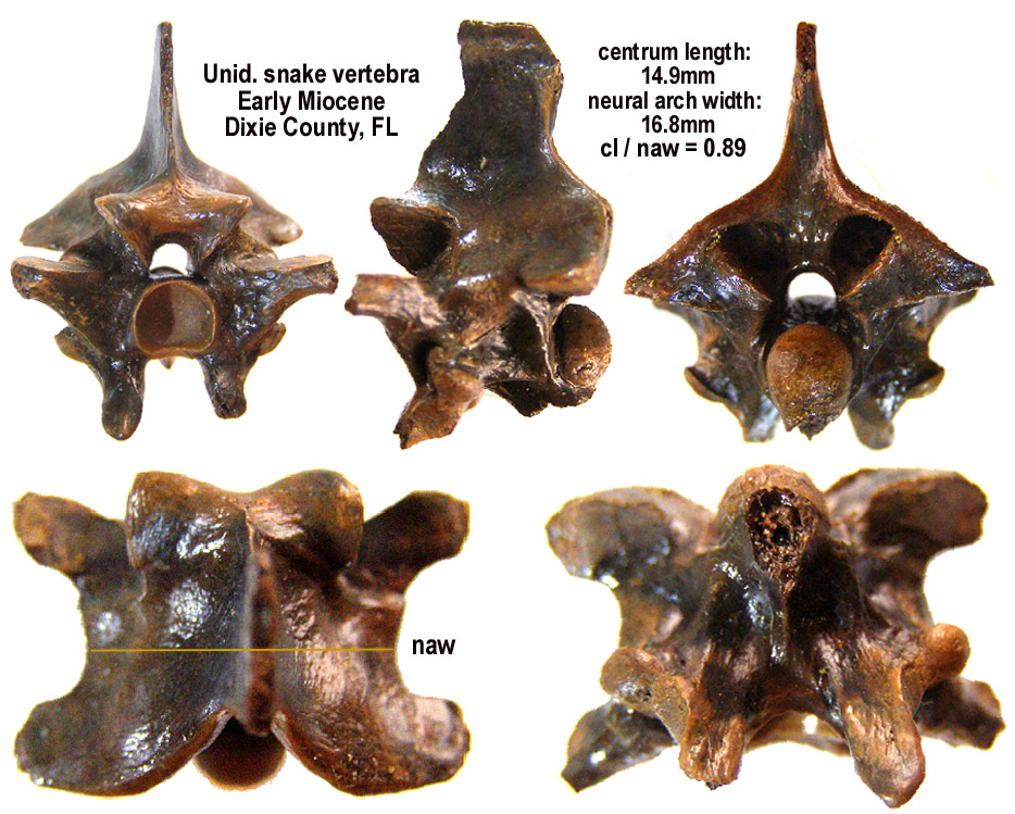 Eocene Snake Verts? - Fossil ID - The Fossil Forum