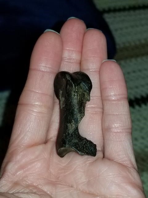 Big Brook, NJ Toe bone (Phalanx) ID - Fossil ID - The Fossil Forum