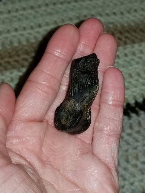 Big Brook, NJ Toe bone (Phalanx) ID - Fossil ID - The Fossil Forum
