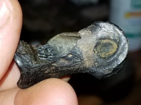 Big Brook, NJ Toe bone (Phalanx) ID - Fossil ID - The Fossil Forum