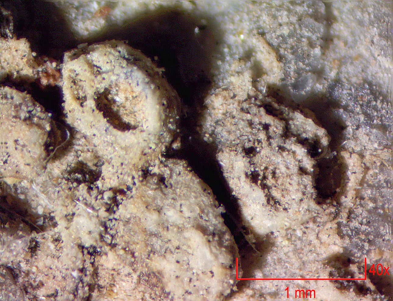 Mystery Fossils from the upper Cambrian - Fossil ID - The Fossil Forum