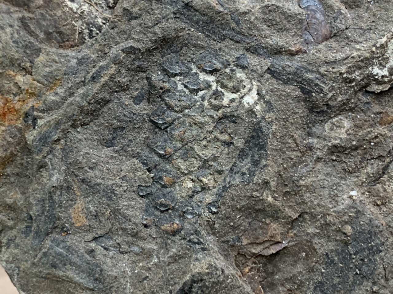 I need help with a scale like fossil! - Fossil ID - The Fossil Forum