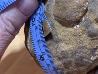 Round, bumpy rock needs an ID - Fossil ID - The Fossil Forum