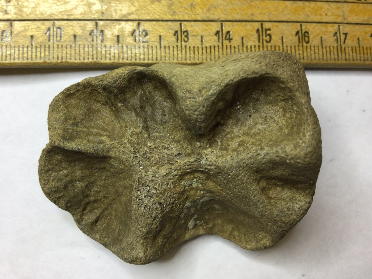 Bone found, odd shape and color - Fossil ID - The Fossil Forum