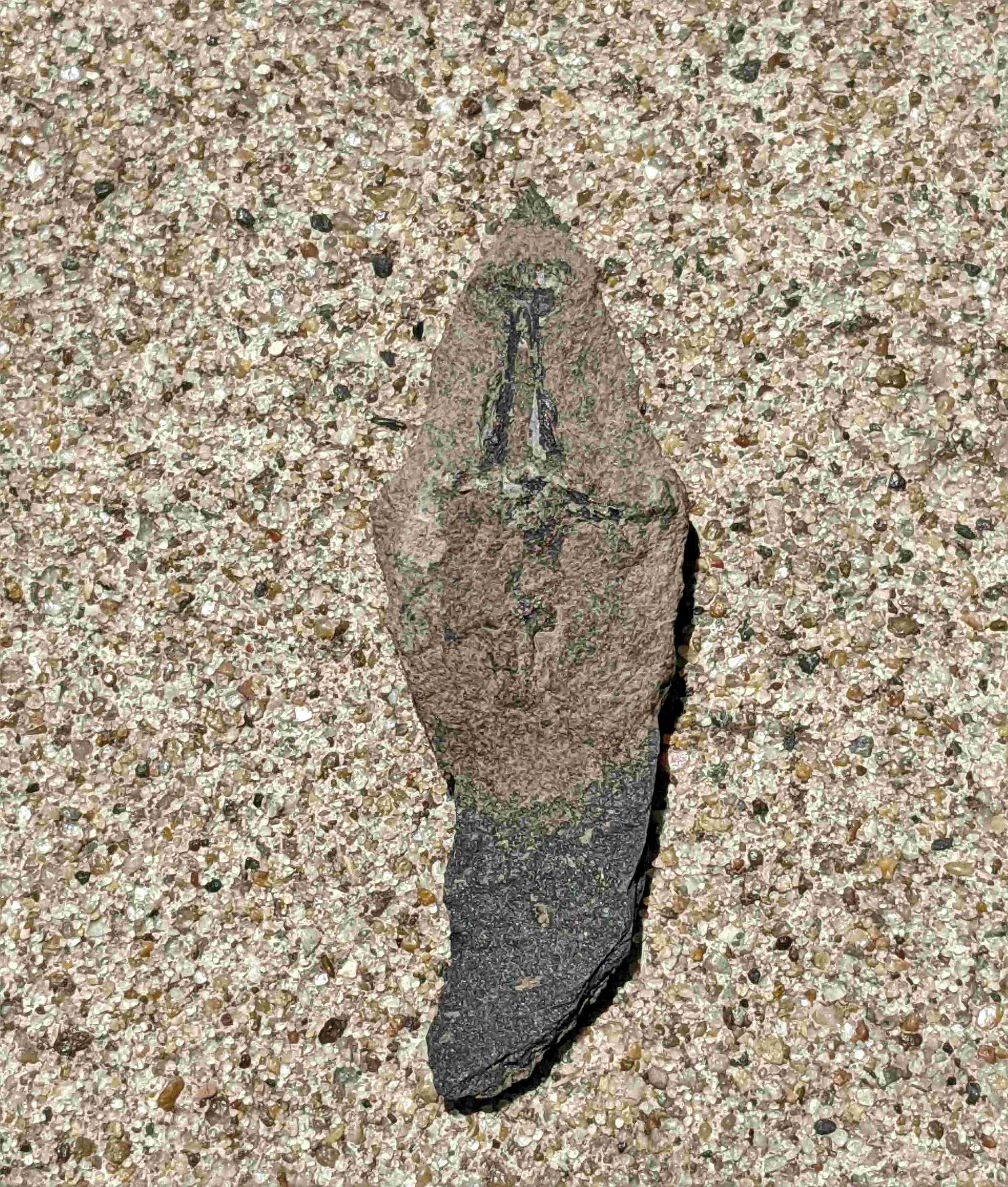 Upper Carboniferous Unknown - Fossil in shale phosphorite nodule ...