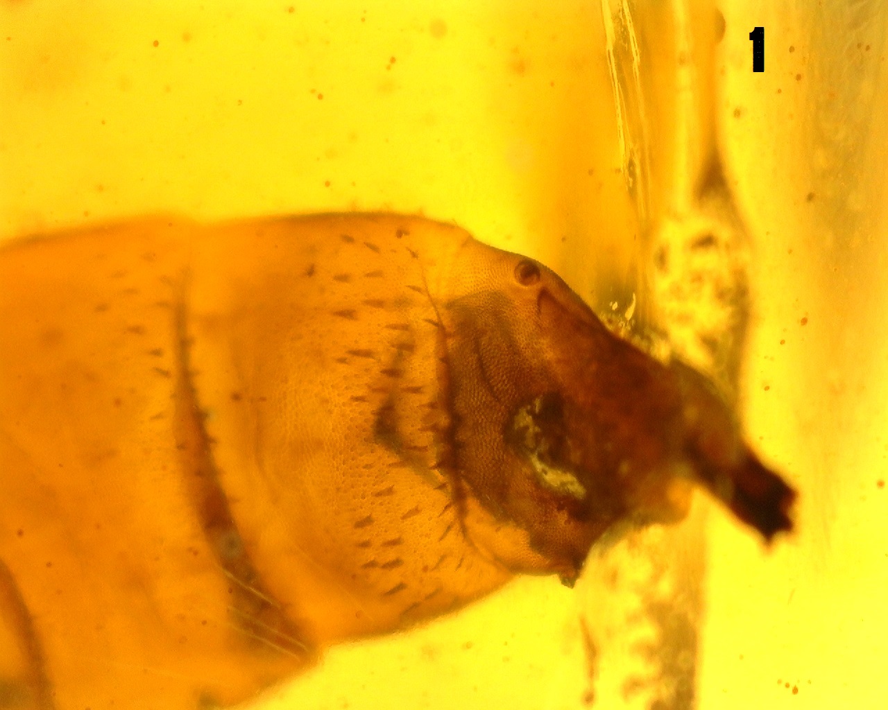 Skin molt in amber? - Fossil ID - The Fossil Forum