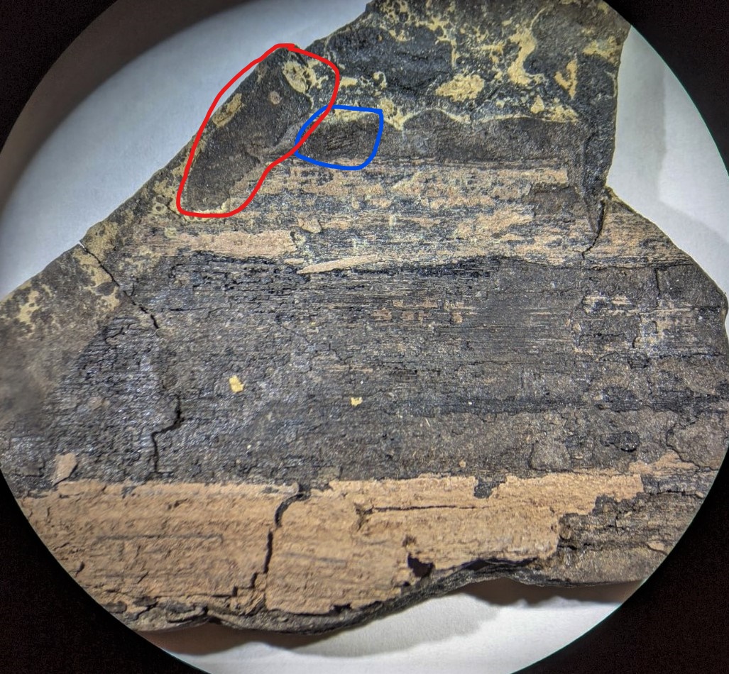 Missouri Stark and Galesburg Shale Collection - Member Collections ...