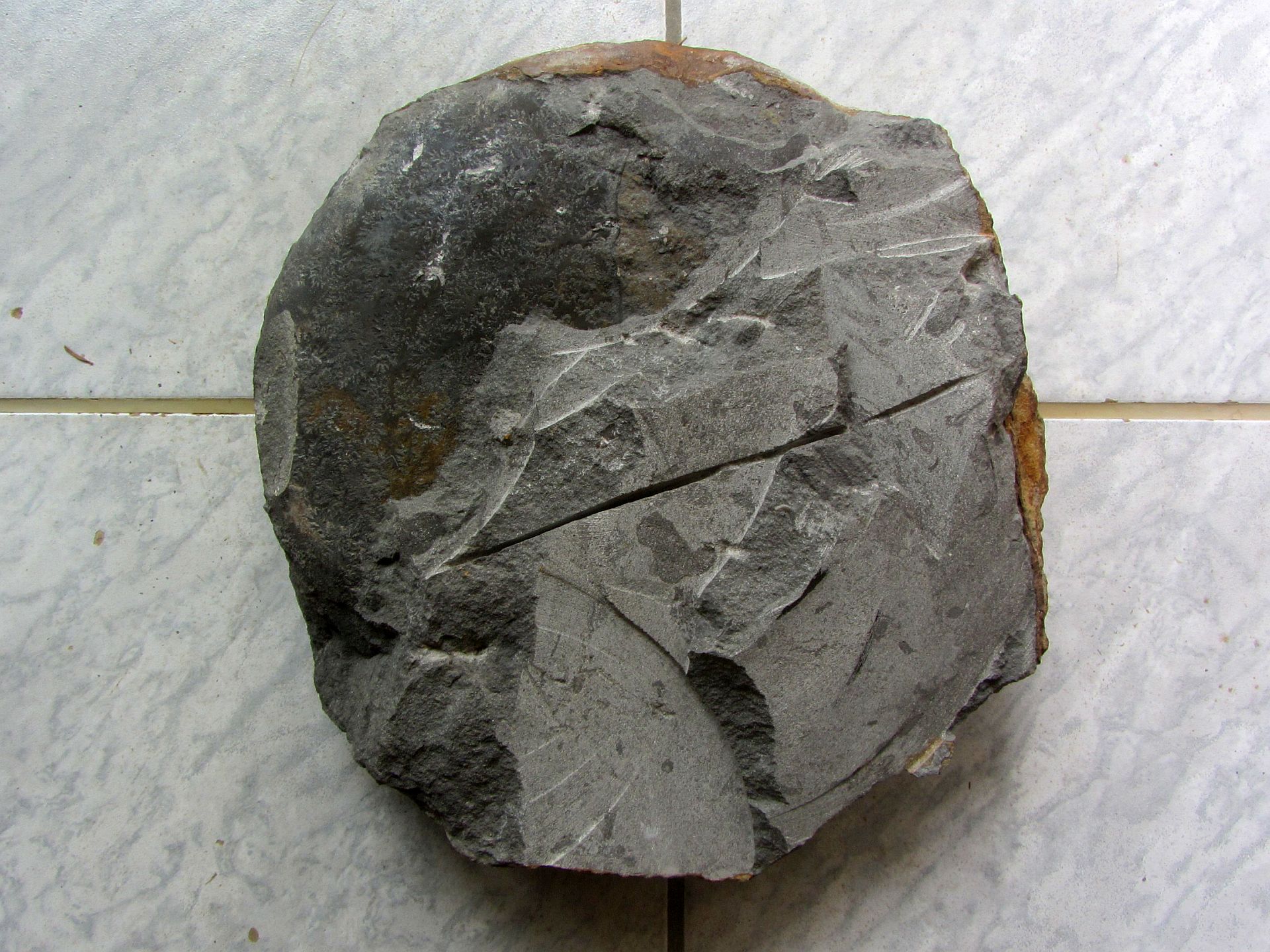 How to save a partially crushed ammonite - Fossil Preparation - The ...