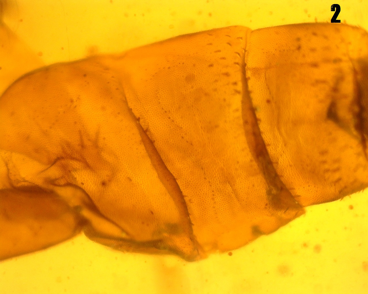 Skin molt in amber? - Fossil ID - The Fossil Forum