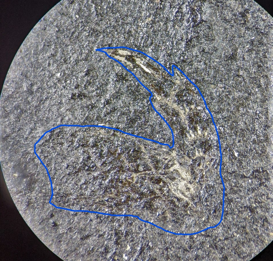Upper Carboniferous Crustacean, Fin, Claw, Tail? - Fossil ID - The ...