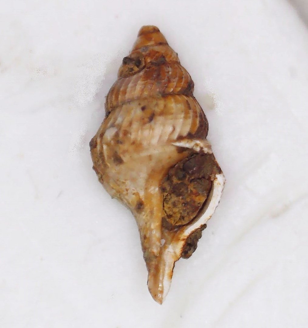 Eocene Shells ID - Whiskey Bridge Tx - Fossil ID - The Fossil Forum