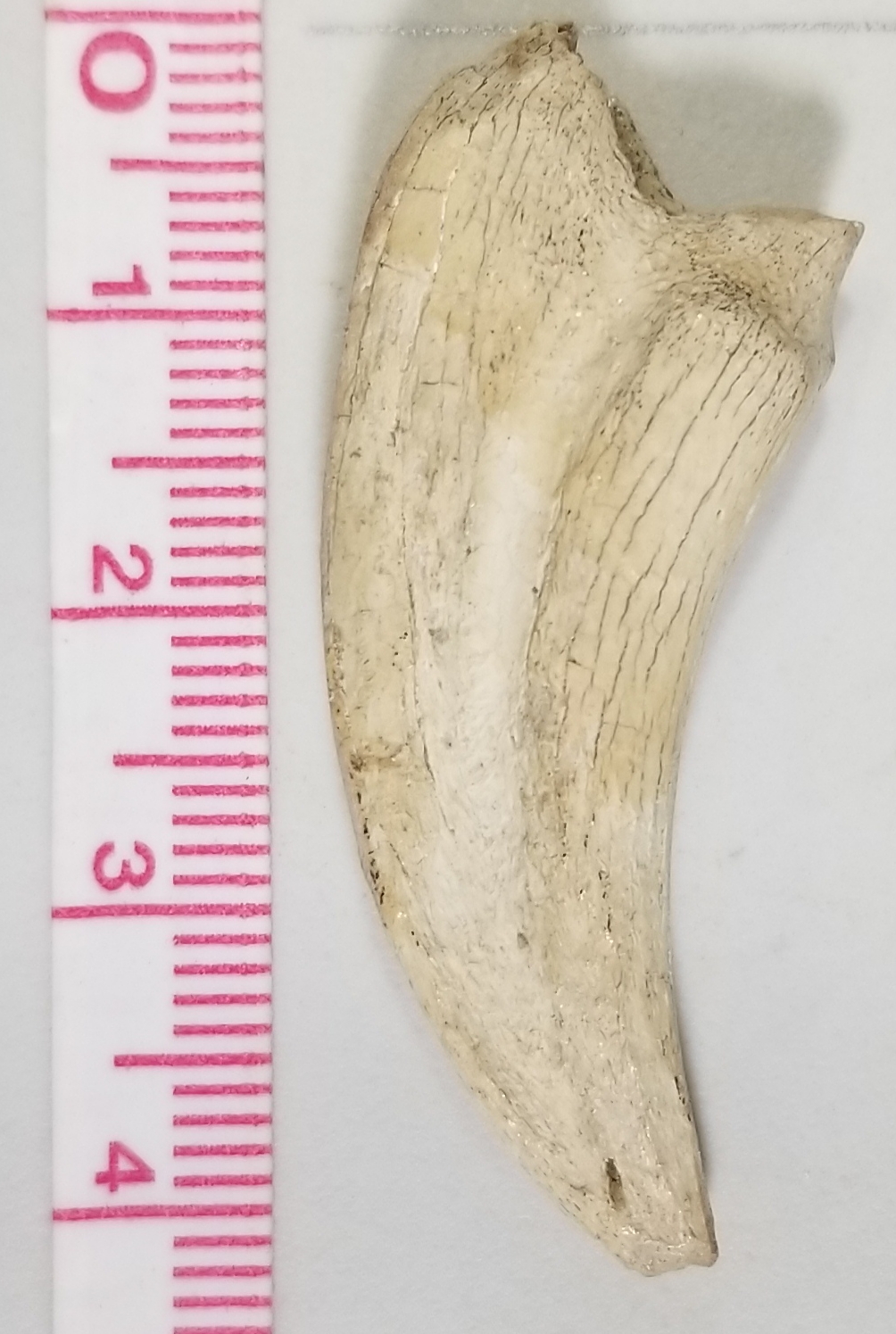 Claw ID help please - Fossil ID - The Fossil Forum