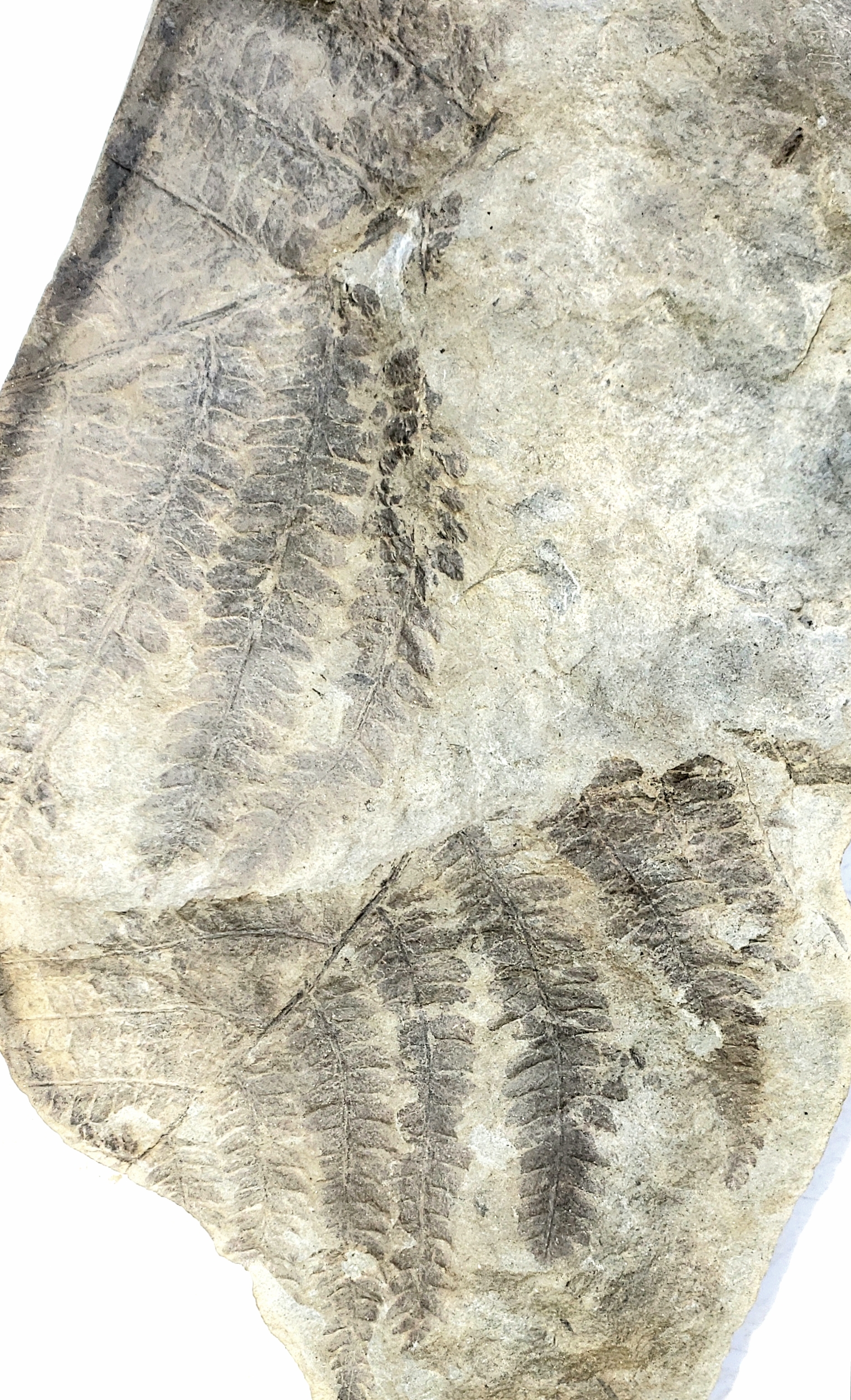 Alaska beach Miocene plants - Fossil Hunting Trips - The Fossil Forum