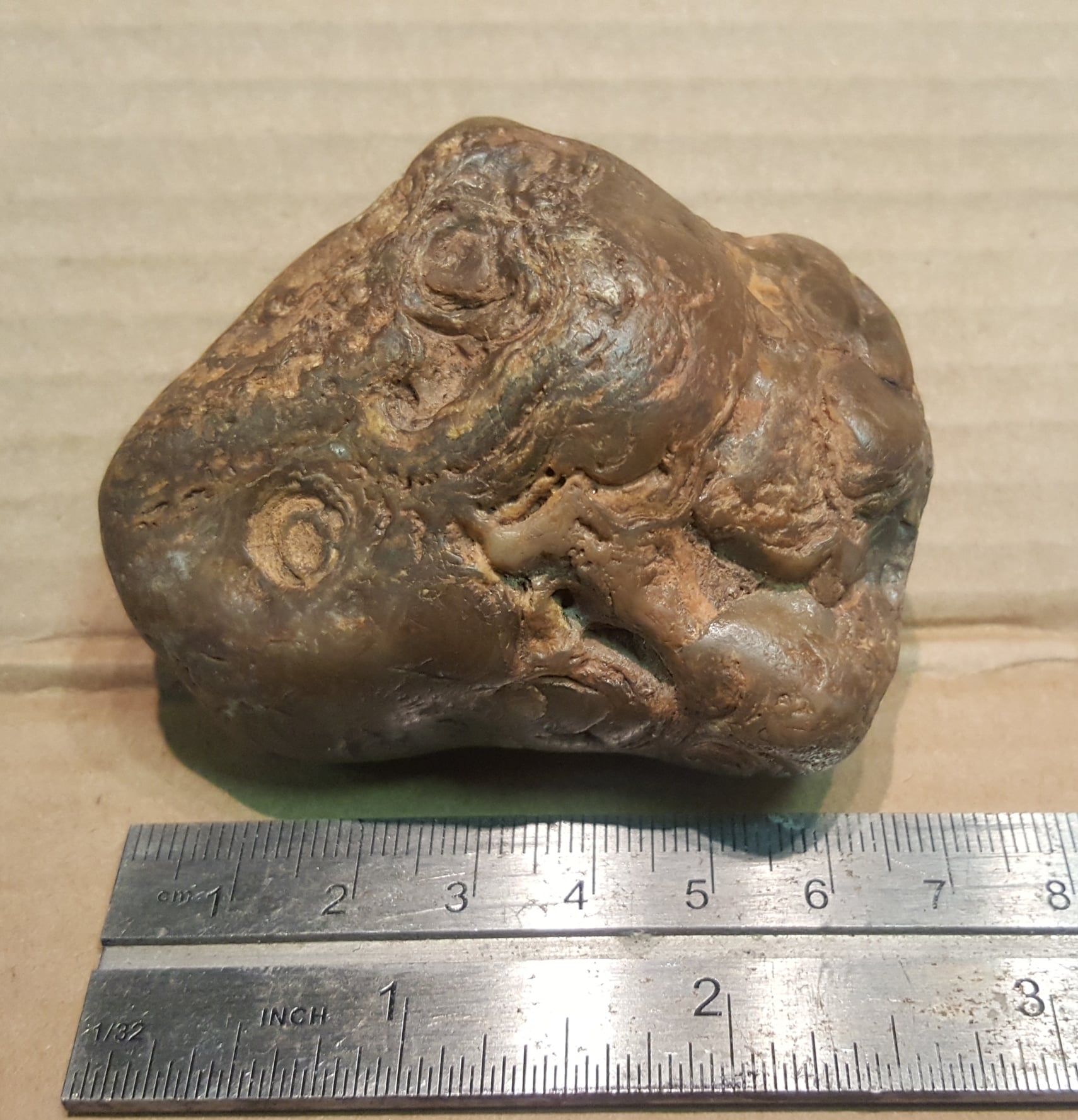 Shark Ray or Skate egg sack , help ID please - Fossil ID - The Fossil Forum
