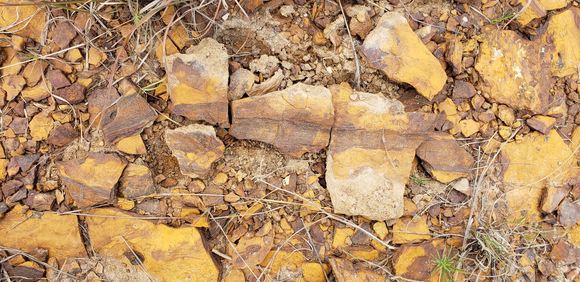Trip to the Dakota Formation and Greenhorn Formation - Fossil Hunting ...