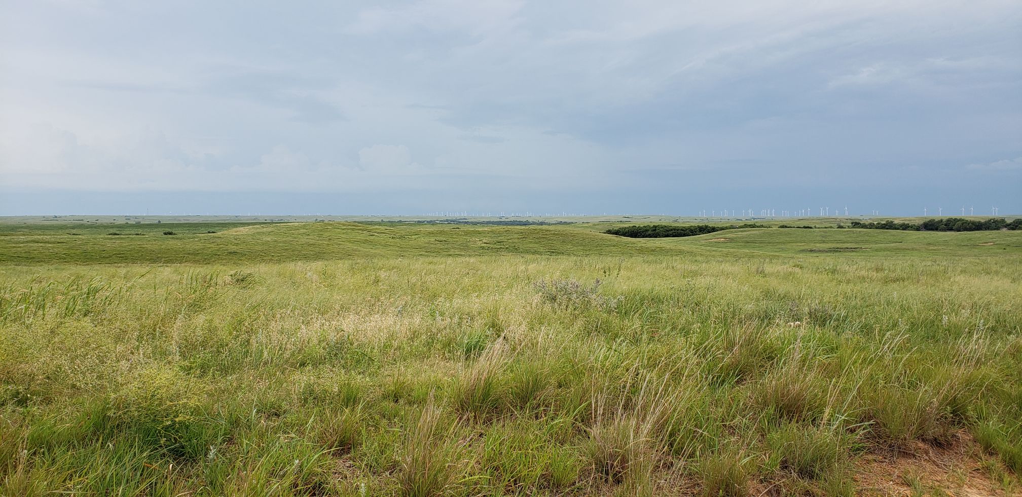 Trip to the Dakota Formation and Greenhorn Formation - Fossil Hunting ...