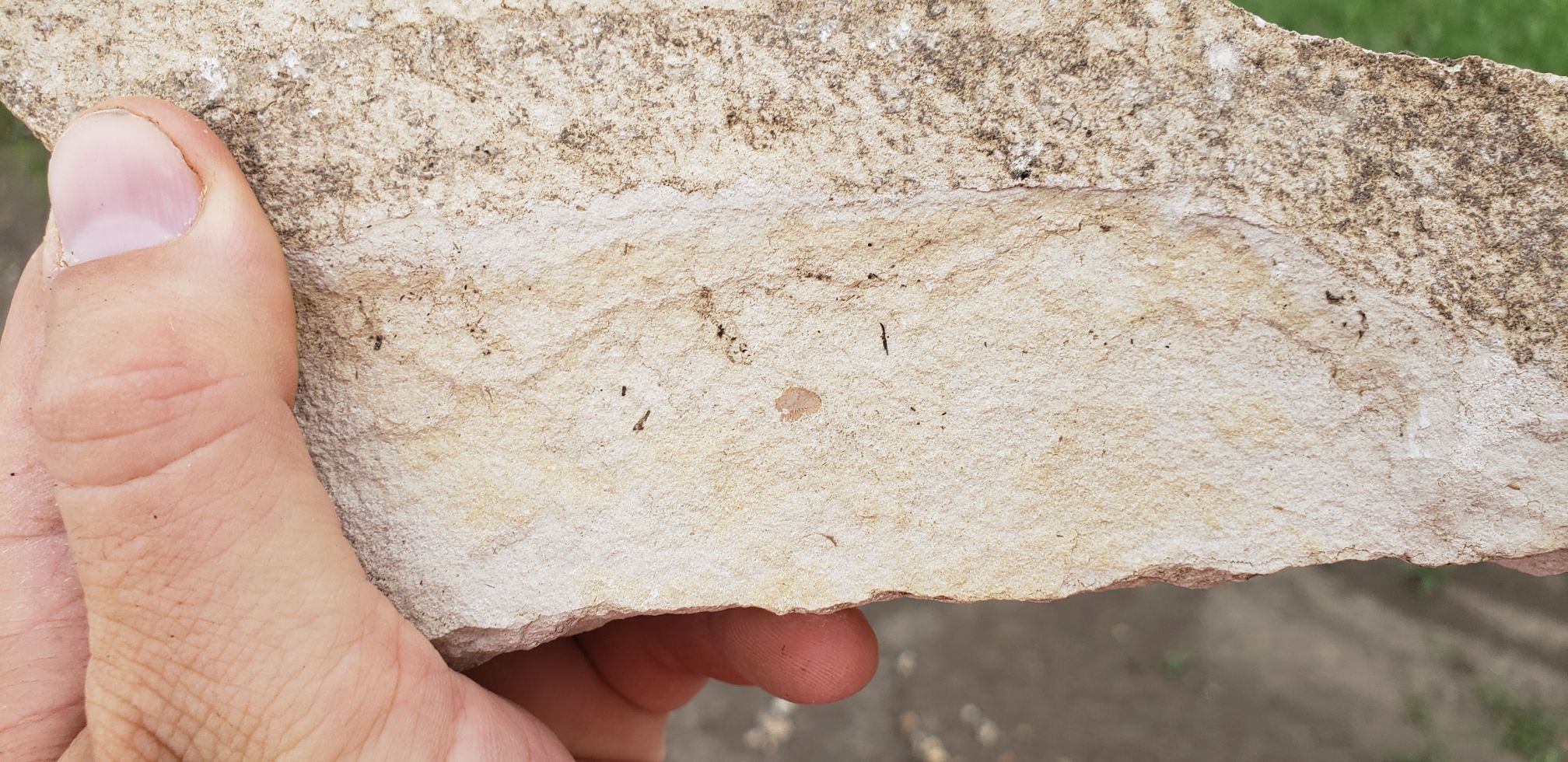 Trip to the Dakota Formation and Greenhorn Formation - Fossil Hunting ...