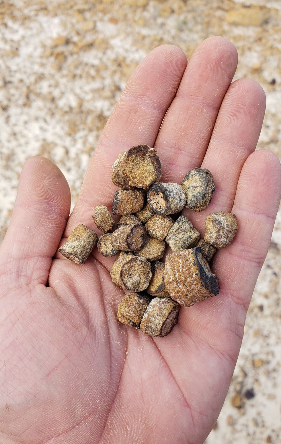 Trip to the Dakota Formation and Greenhorn Formation - Fossil Hunting ...
