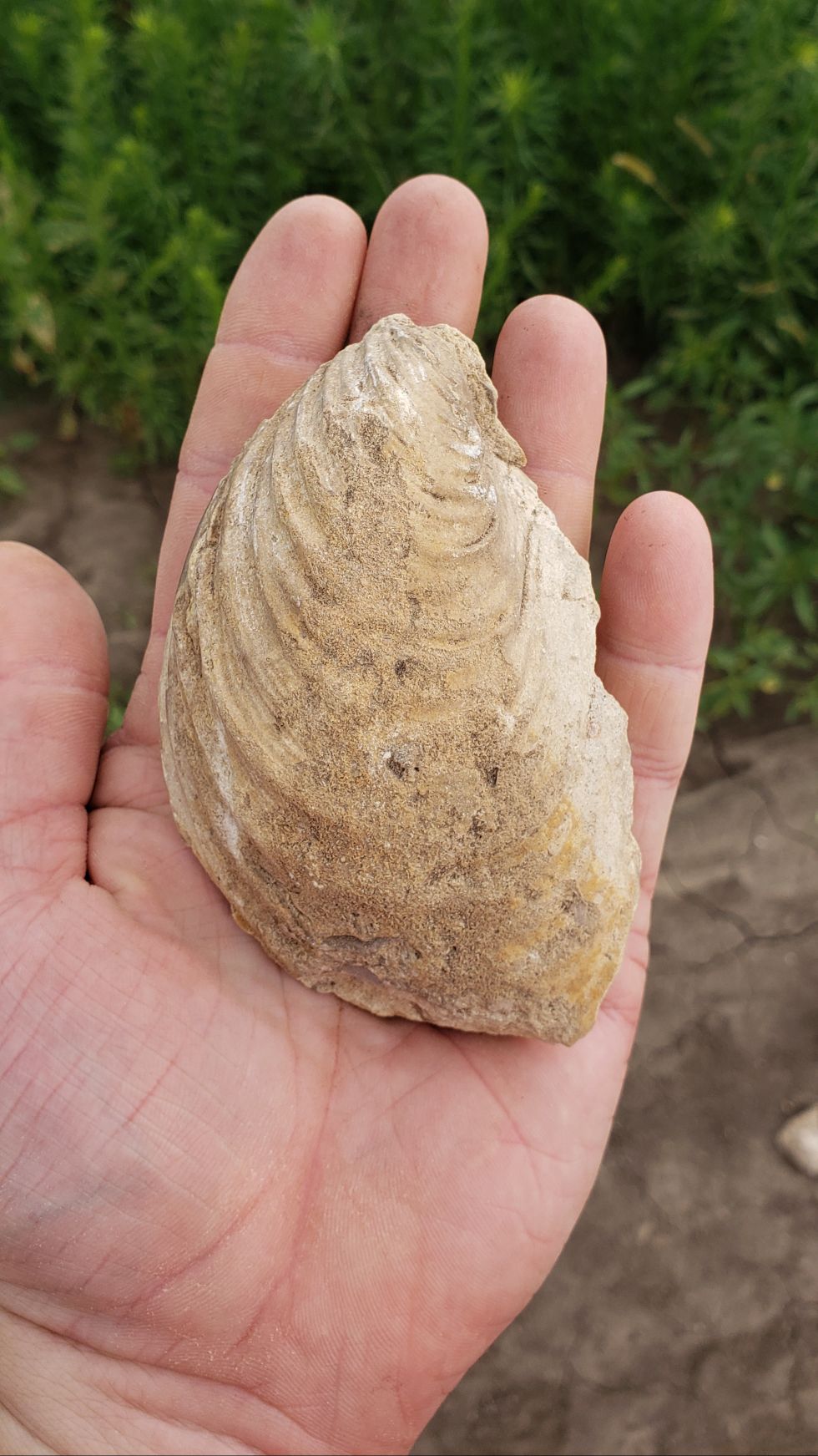 Trip to the Dakota Formation and Greenhorn Formation - Fossil Hunting ...