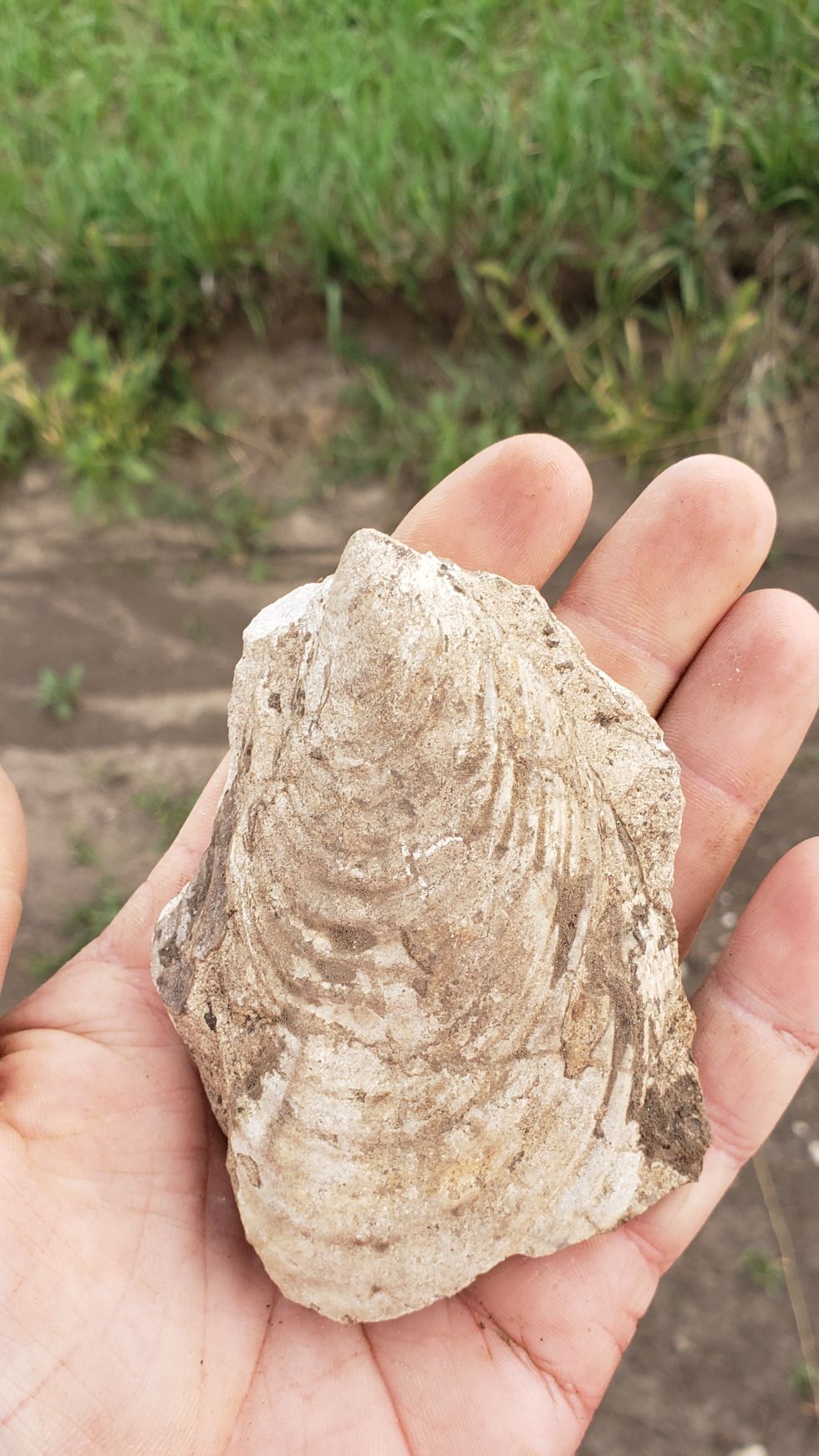Trip to the Dakota Formation and Greenhorn Formation - Fossil Hunting ...
