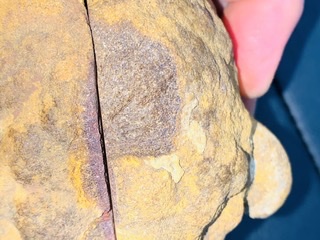 Round, bumpy rock needs an ID - Fossil ID - The Fossil Forum