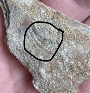 Bone with marks - Fossil ID - The Fossil Forum