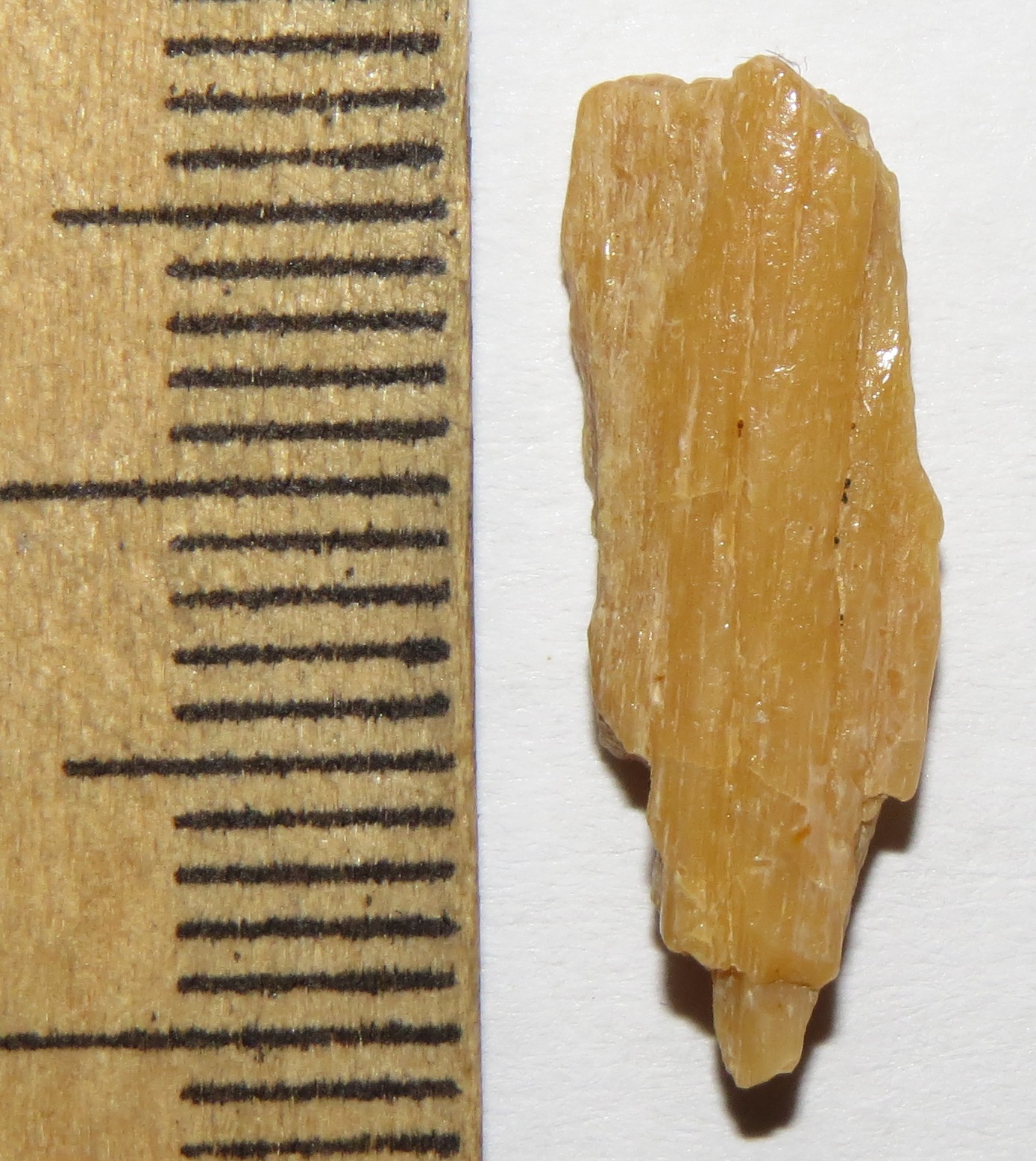 Bone? - Fossil ID - The Fossil Forum