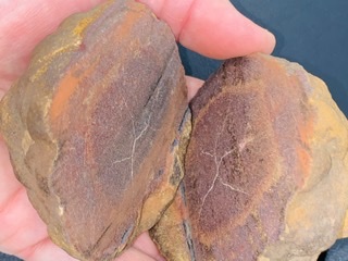 Round, bumpy rock needs an ID - Fossil ID - The Fossil Forum
