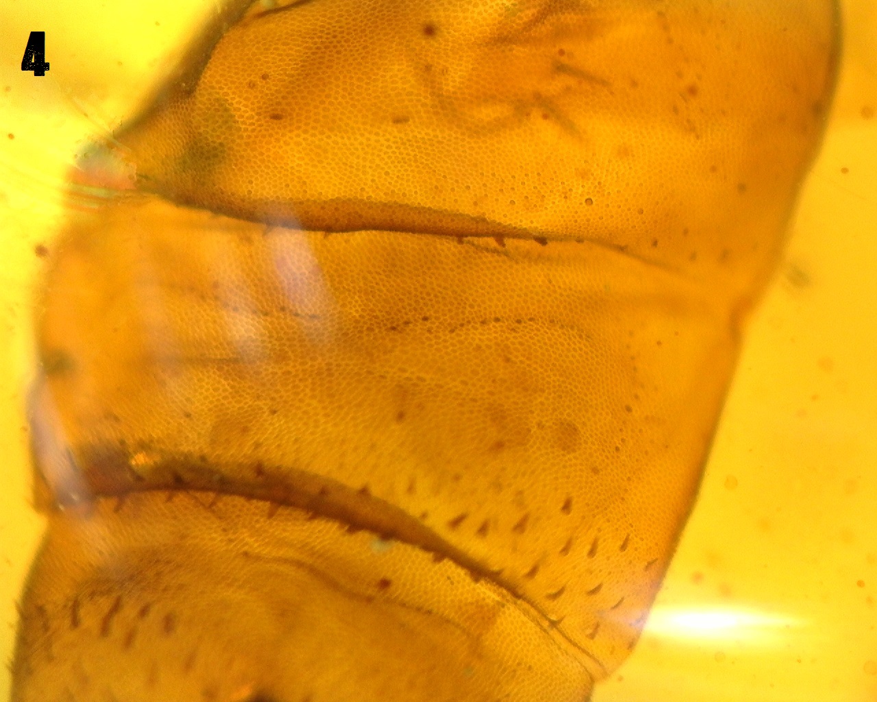 Skin molt in amber? - Fossil ID - The Fossil Forum