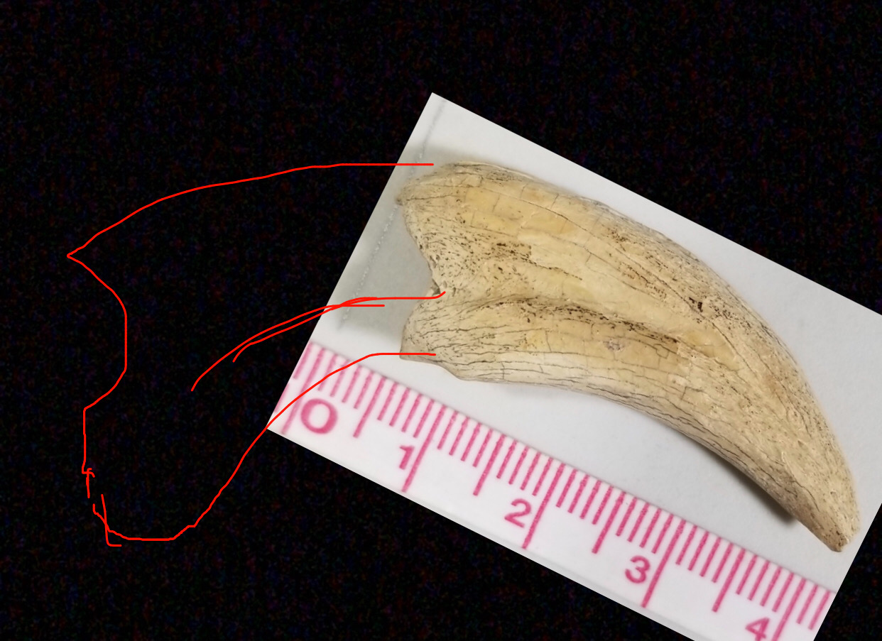 Claw ID help please - Page 2 - Fossil ID - The Fossil Forum