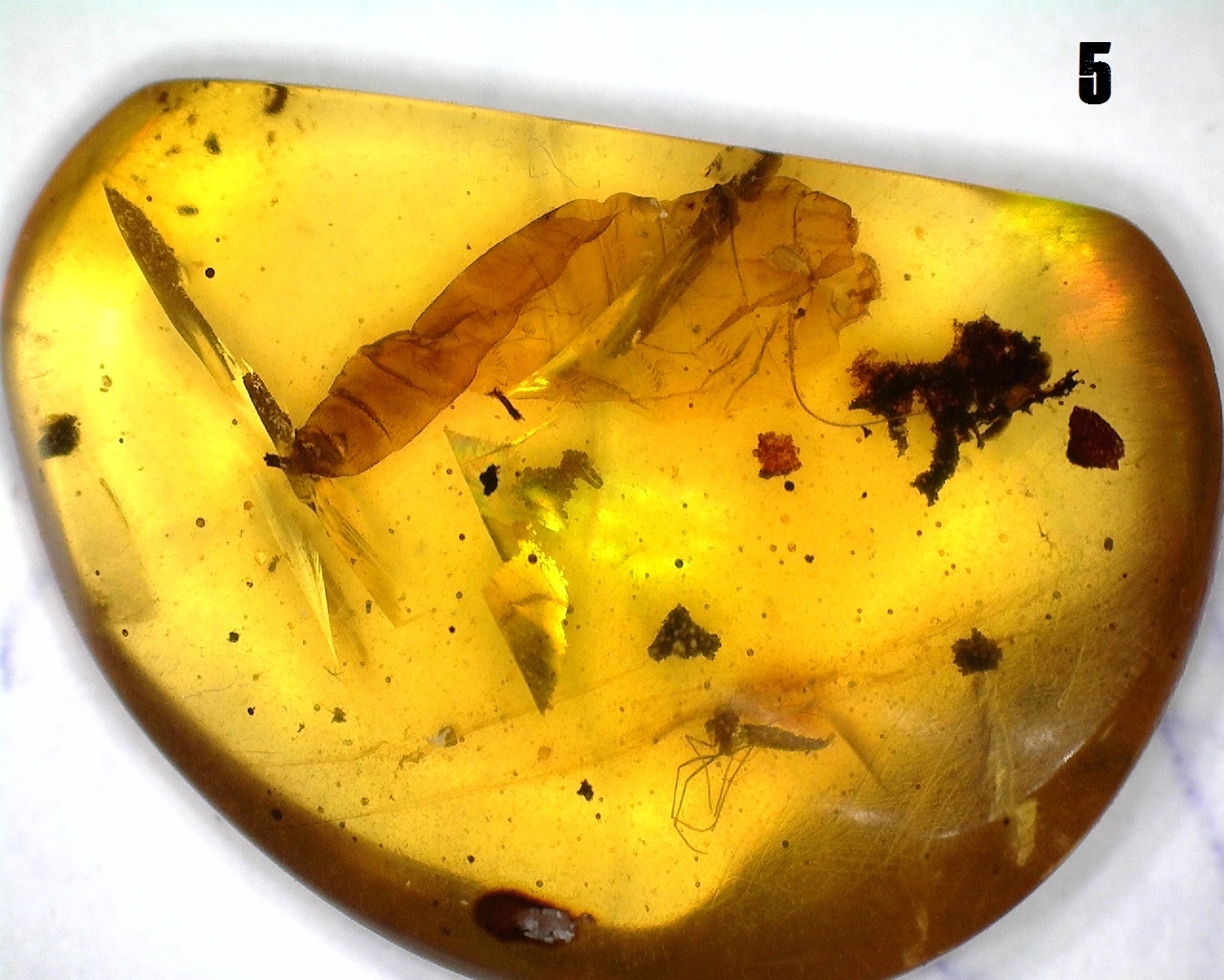 Skin molt in amber? - Fossil ID - The Fossil Forum