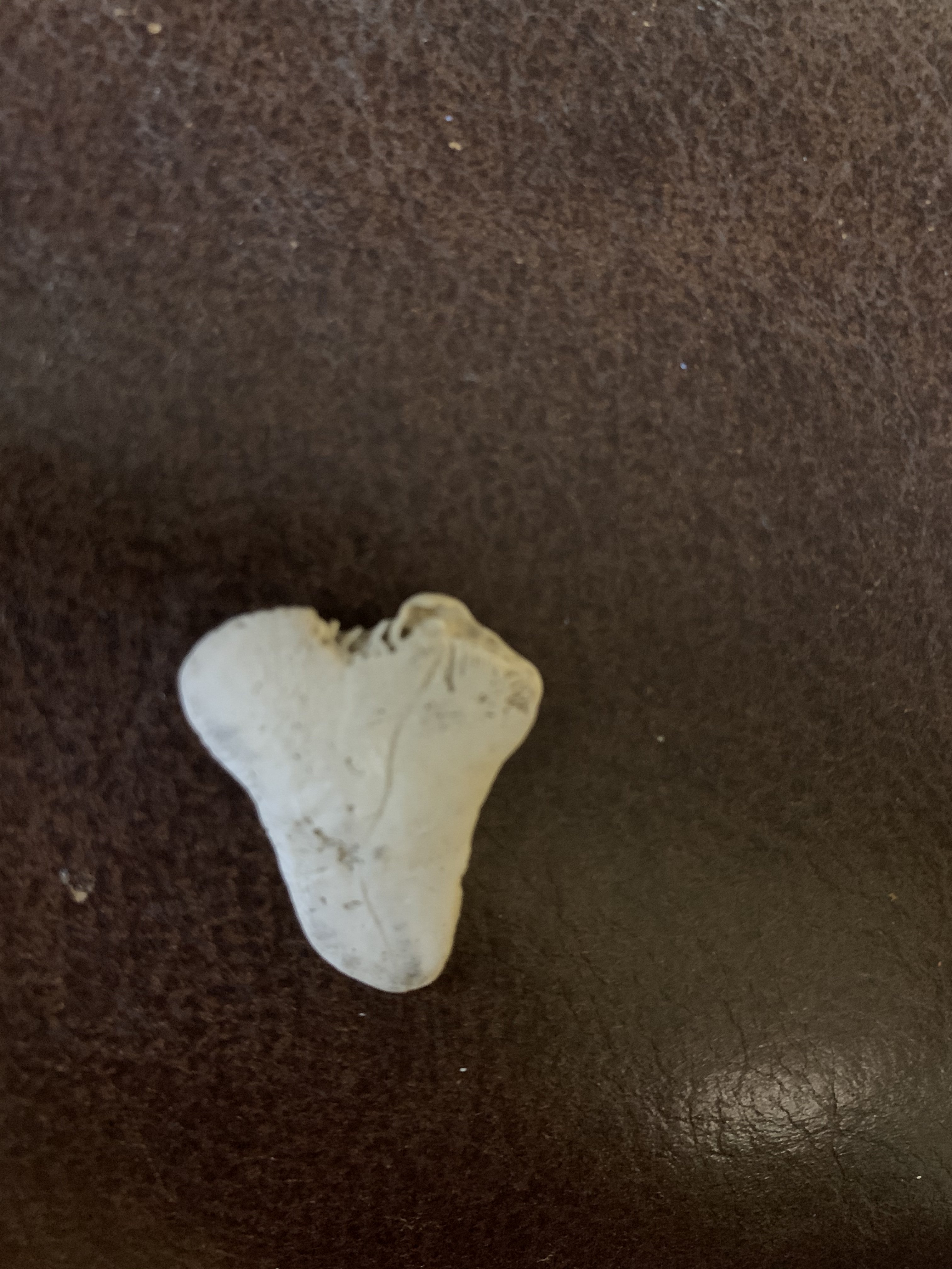 Sharks tooth? Sea shell? - Fossil ID - The Fossil Forum