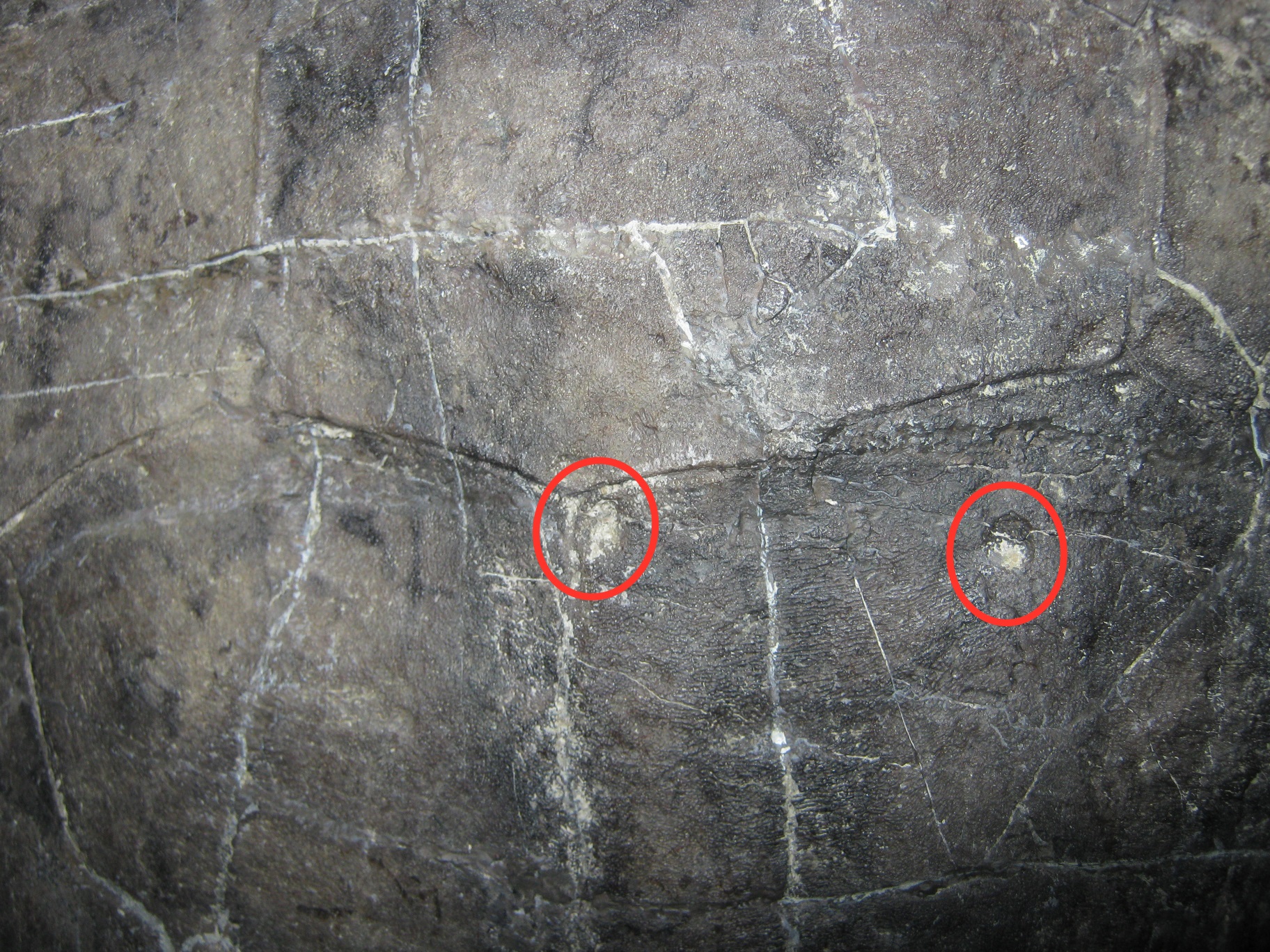 predator/scavenger puncture marks ???? in an Oligocene tortoise ...