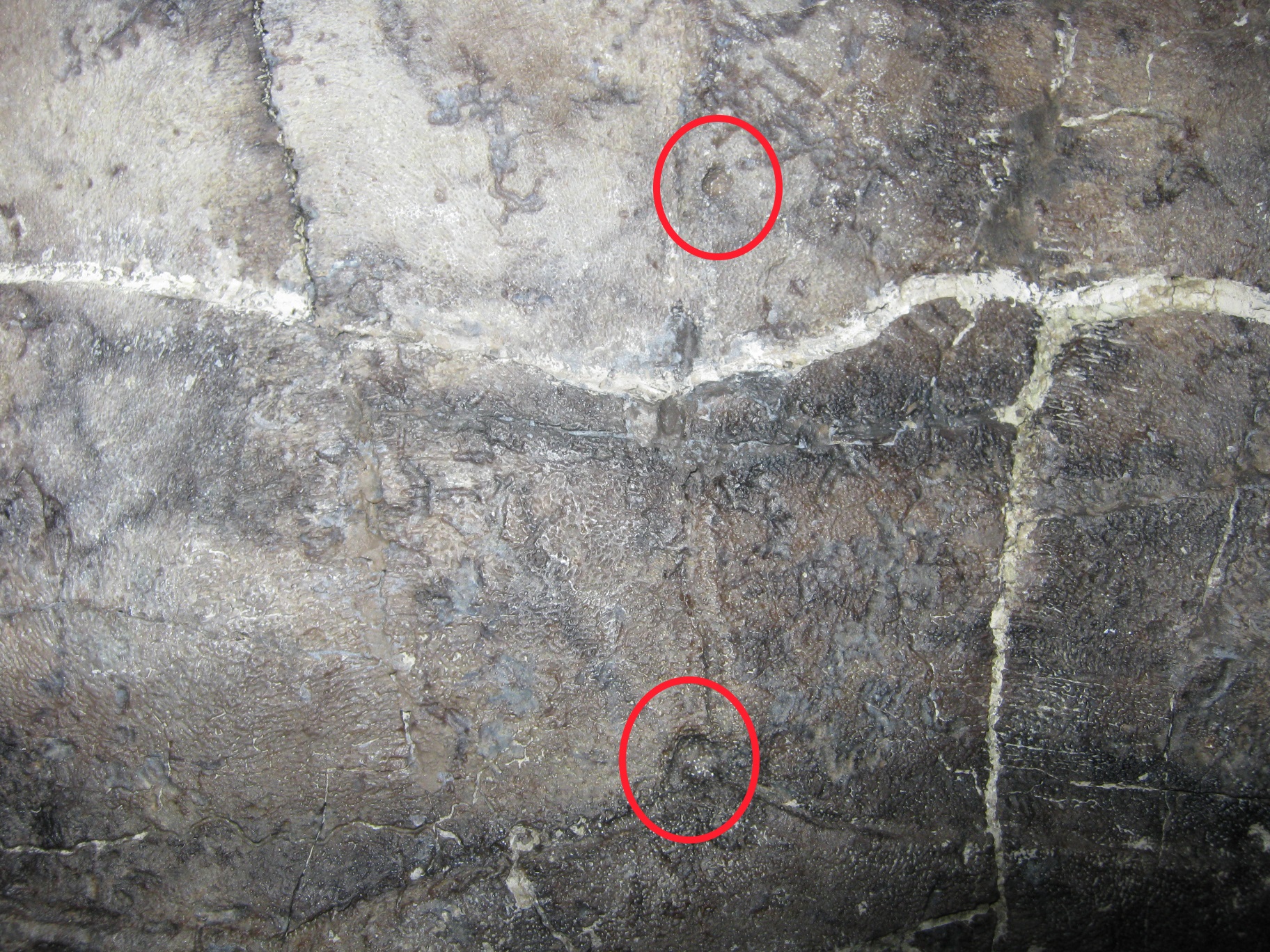 predator/scavenger puncture marks ???? in an Oligocene tortoise ...