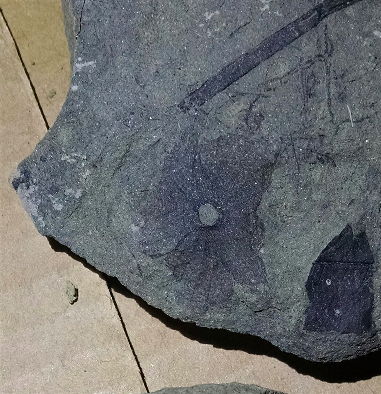 More fossil flowers! - General Fossil Discussion - The Fossil Forum