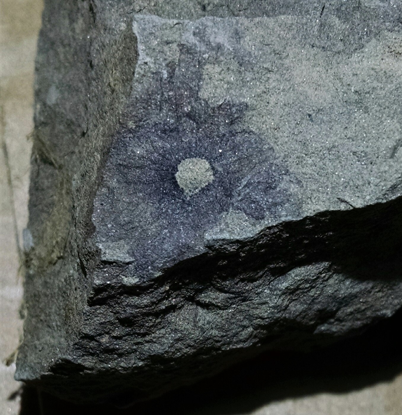 More fossil flowers! - General Fossil Discussion - The Fossil Forum