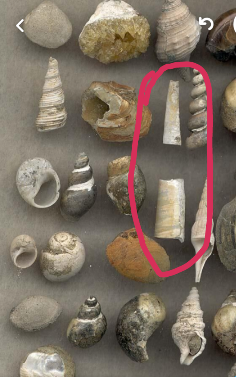 More Long Cylindrical Shells - Fossil ID - The Fossil Forum