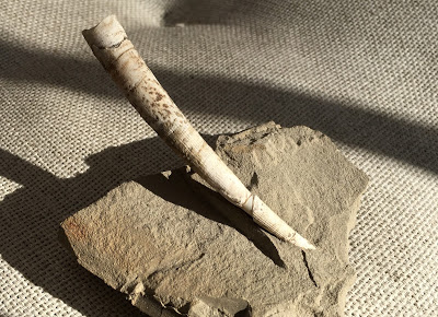 More Long Cylindrical Shells - Fossil ID - The Fossil Forum